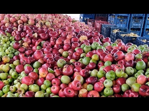 😍🍏🍎Different harvesting of bulk apples Products of Turkish farmers ...