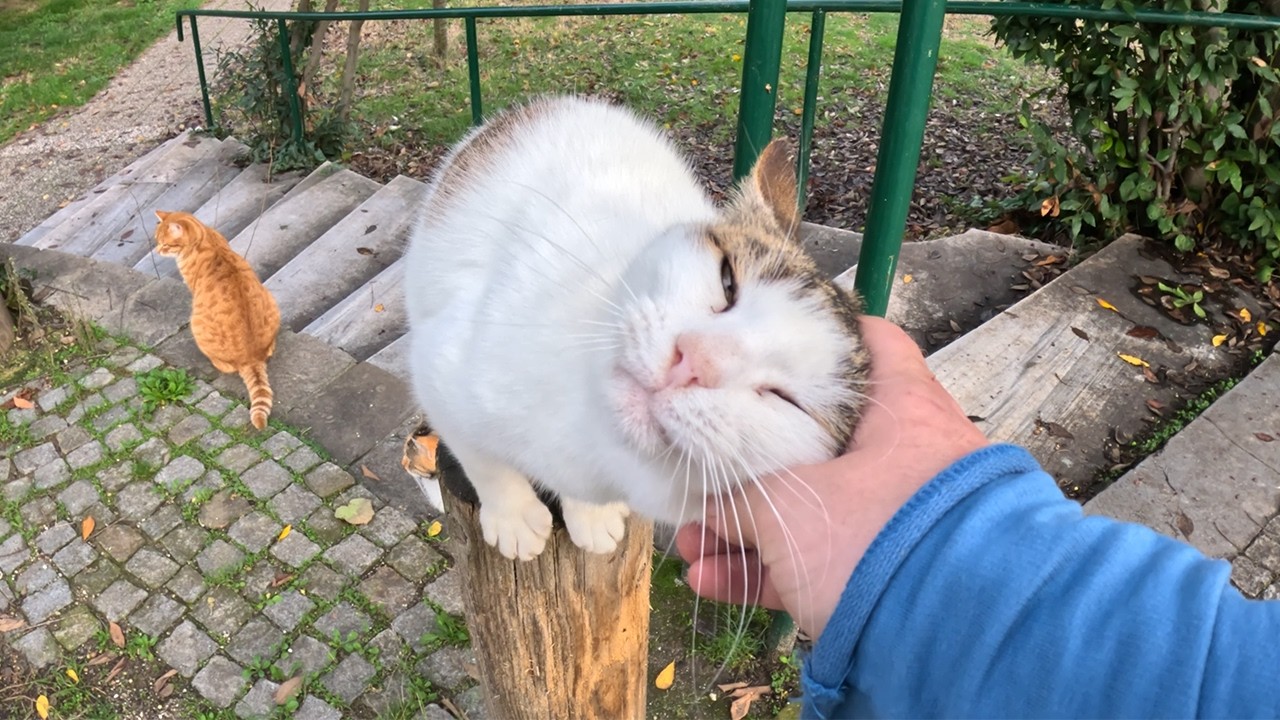 What 6 years of friendship with a stray cat looks like - Geveze the ...