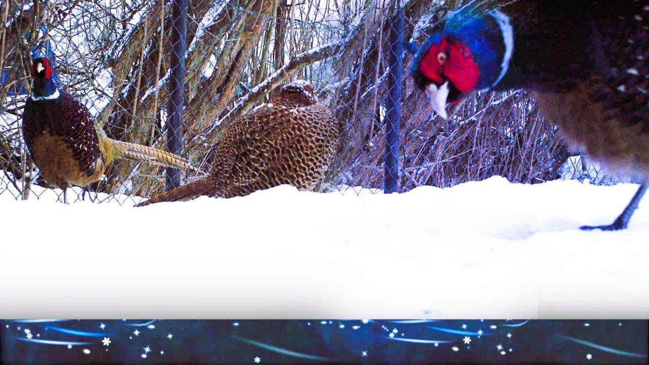 Pheasant Tries To Join Dawn Daylight On Alive Mode Channel - YouTube