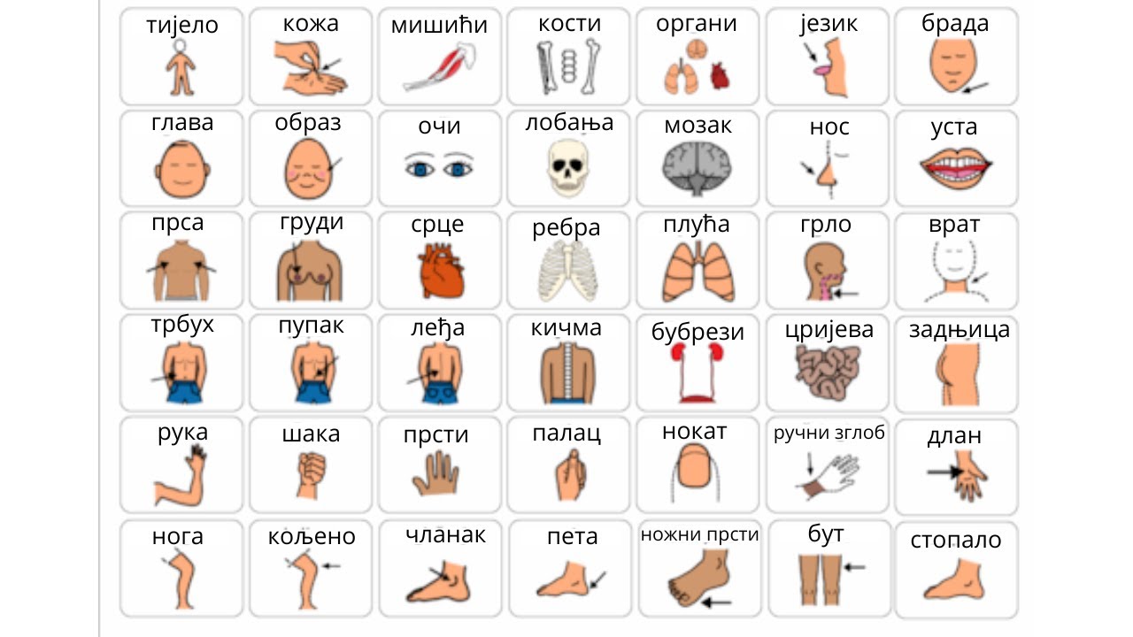 Body parts on Serbian | dijelovi tijela na srpskom - YouTube