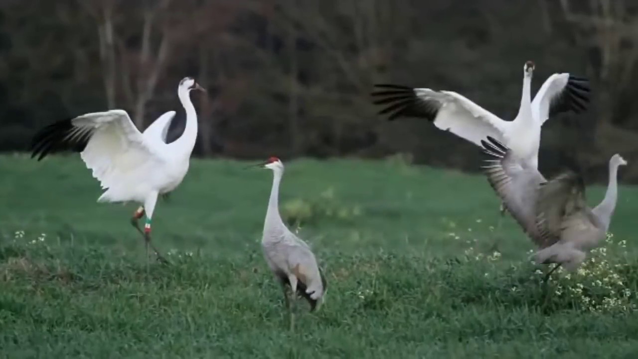 Weird & Wonderful Dancing Birds Compilation Part 1 - YouTube