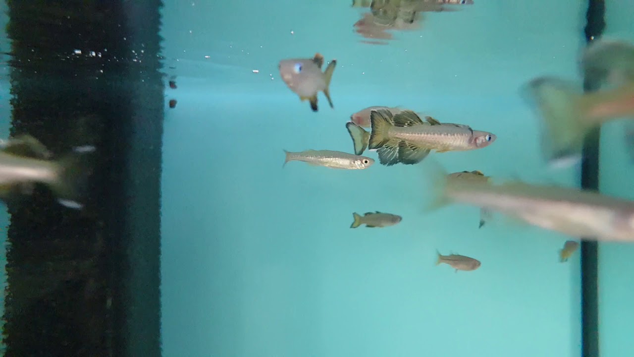 Pseudomugil tenellus - YouTube