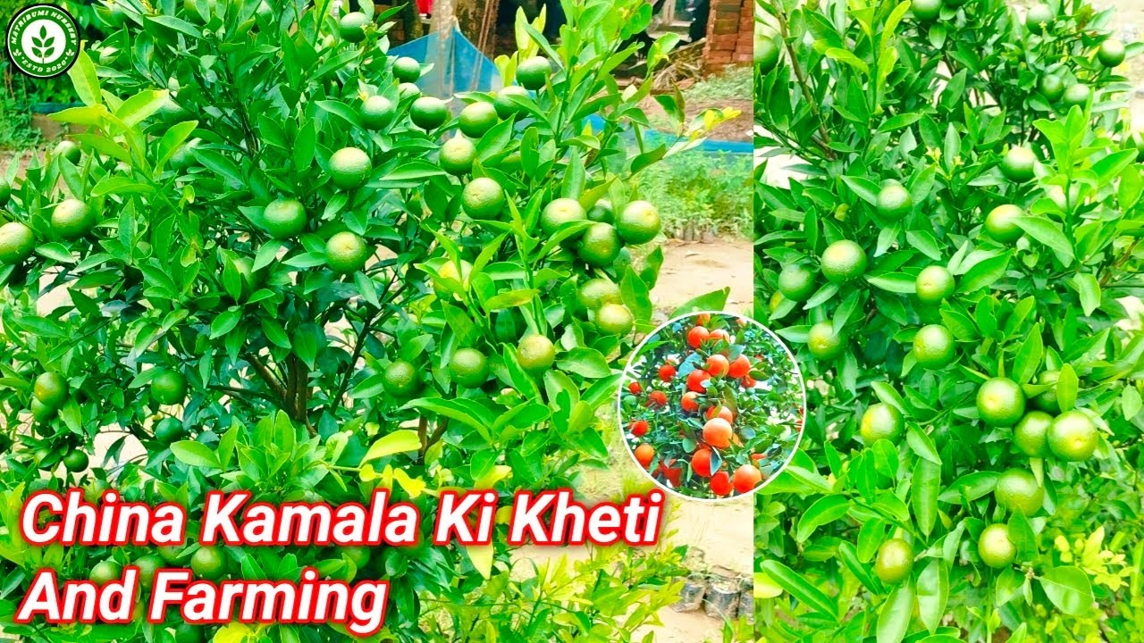 China Komla Farming) And Plants For Sale, 🚚🚉🌱(☎️ Mo=9134227145 - YouTube