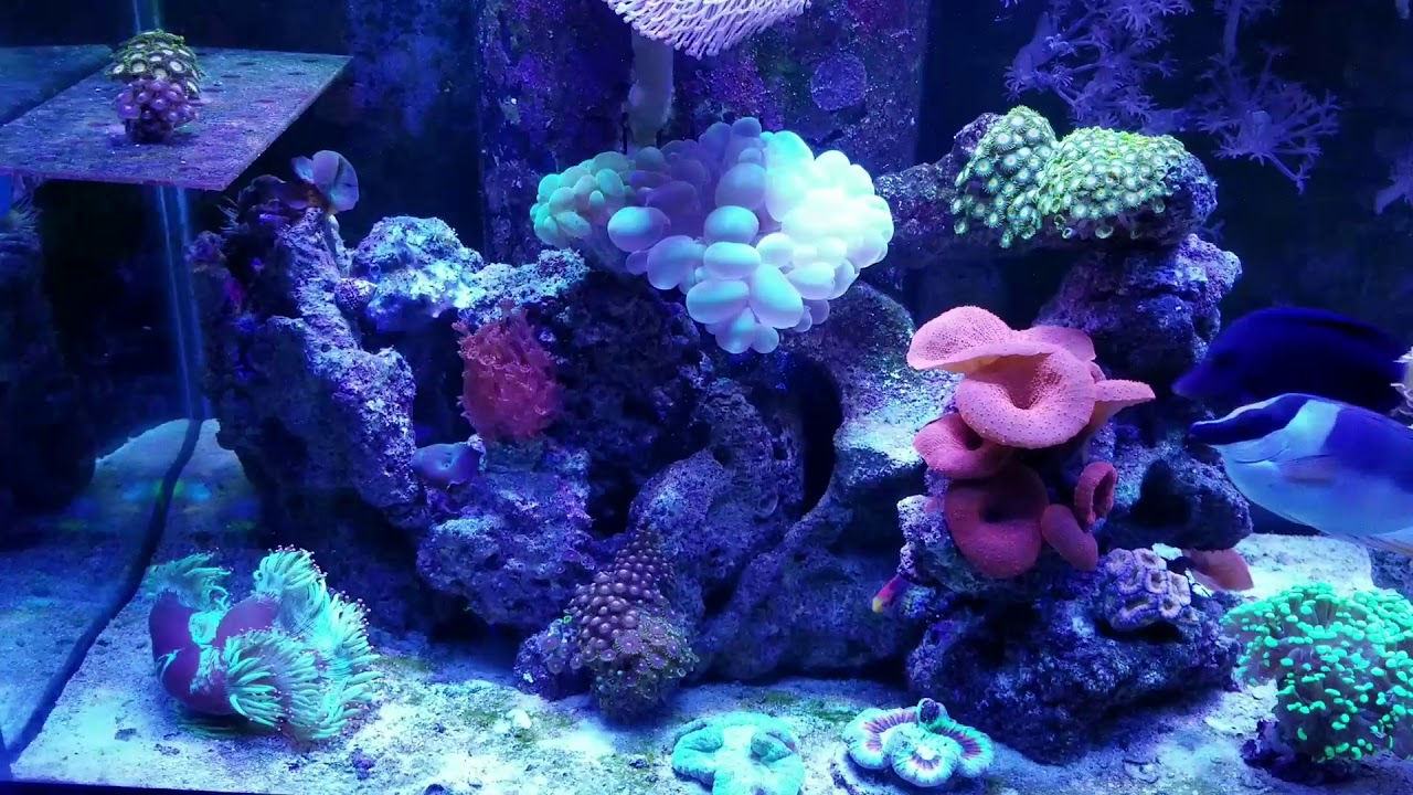New Aquascape on the 125 Gallon Reef Tank - YouTube