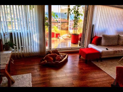 Jakuzide köpüklü banyo yapan sokak köpeği