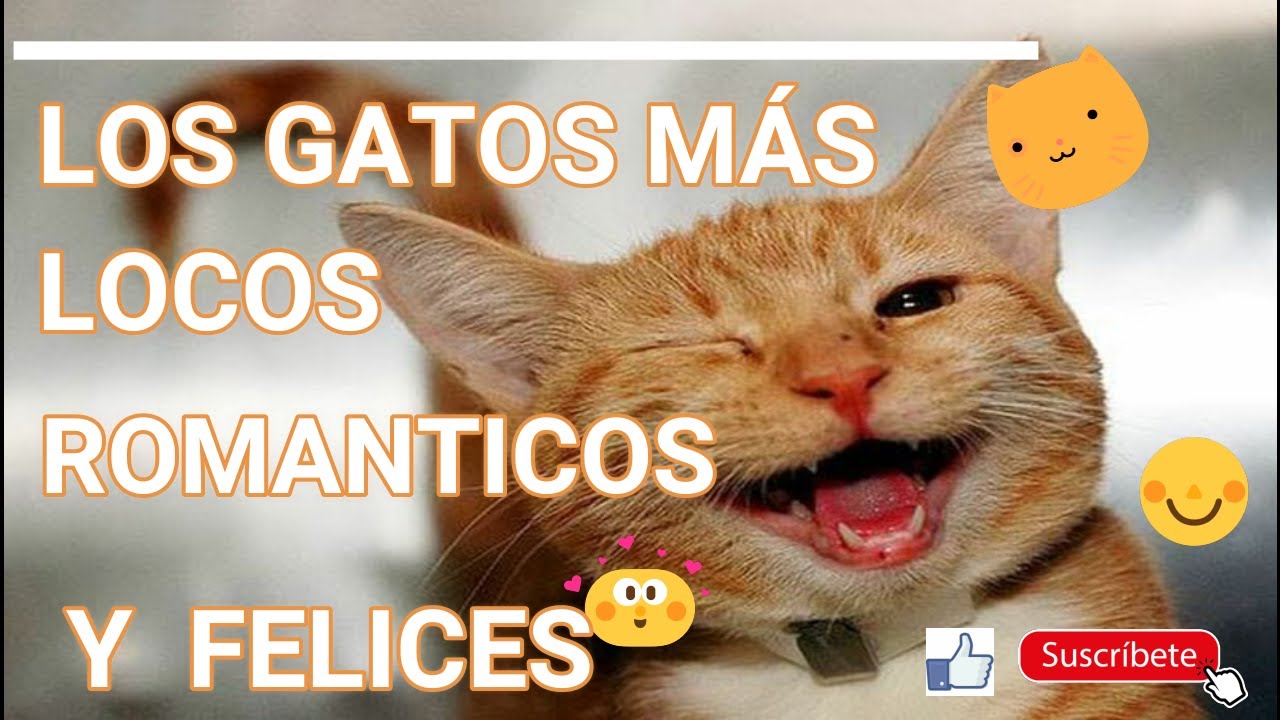 LOS GATOS MAS LOCOS GRACIOSOS Y FELICES - YouTube