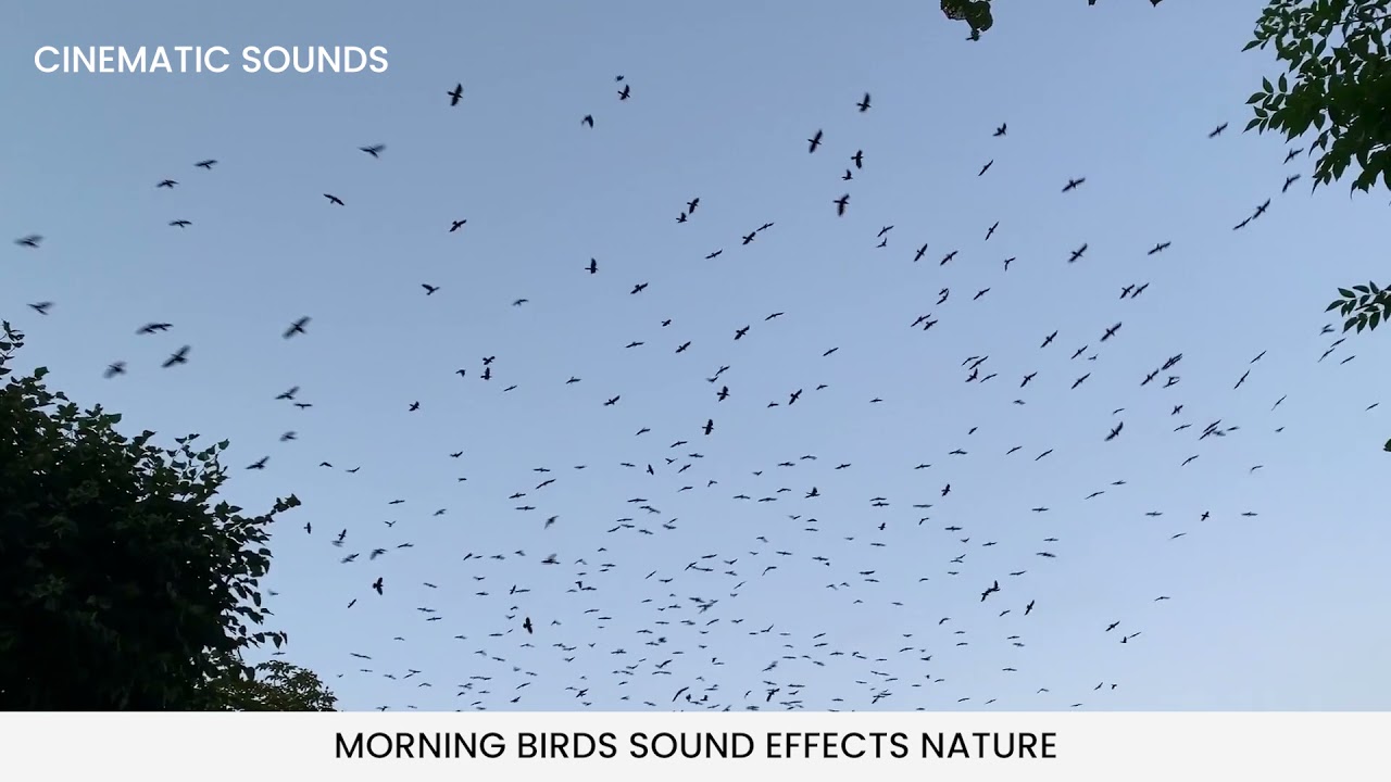 NoCopyright Cinematic Birds Sound Effects Nature - YouTube