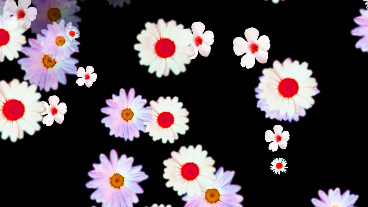 FALLING FLOWERS BLACK SCREEN EFFECT 1 - YouTube