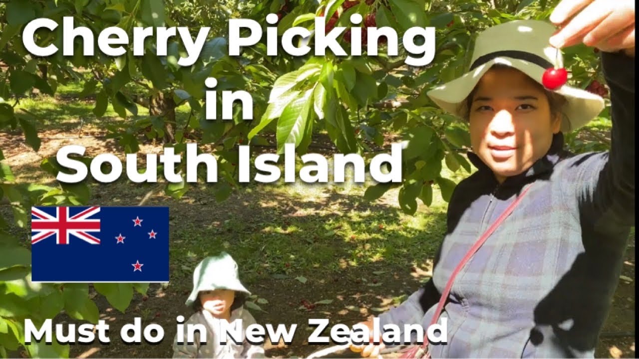 Cherry picking in South Island | When in New Zealand | Must do in New ...