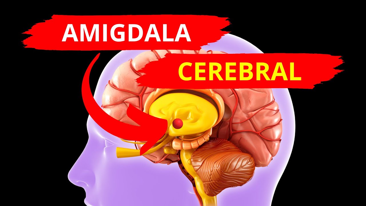 🔴LA AMIGDALA CEREBRAL | 🧠NEUROCIENCIA - YouTube