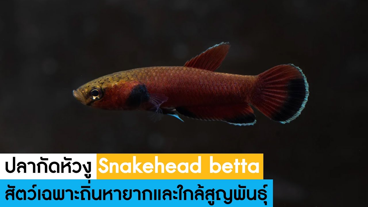ปลากัดหัวงู 'Snakehead betta' สัตว์เฉพาะถิ่นหายากและใกล้สูญพันธุ์ - YouTube