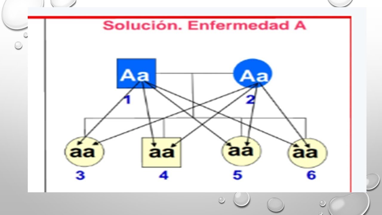 Proyecto 2 (Semana 4) Biología. Genética, Arbol genealógico. - YouTube