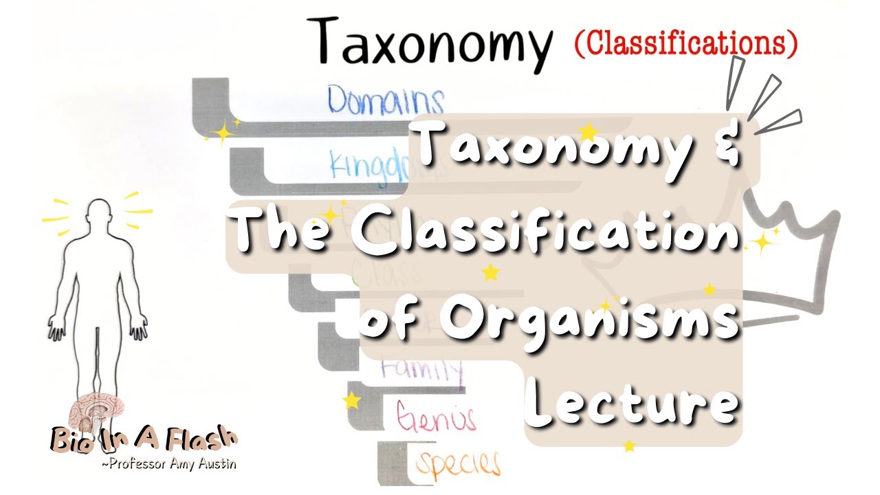 Taxonomy & The Classification of Living Things // Bio in a flash - YouTube
