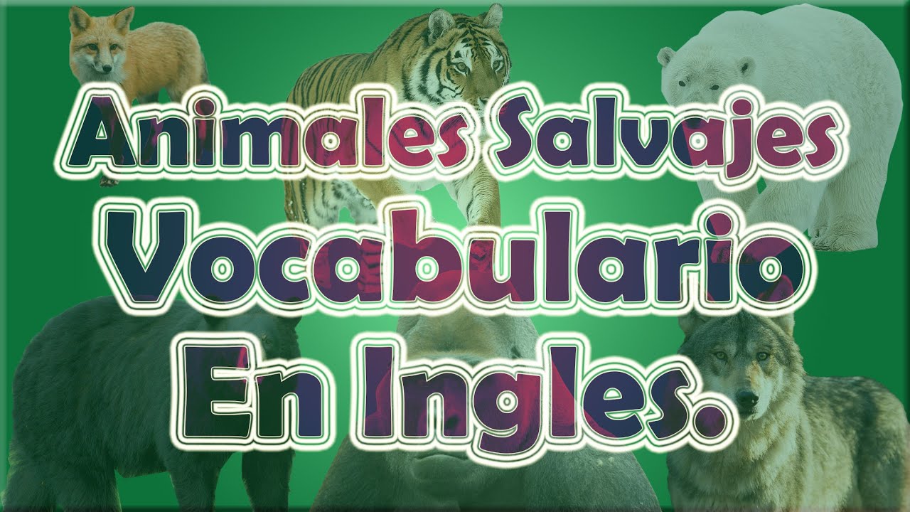 Animales salvajes vocabulario en Ingles. - YouTube