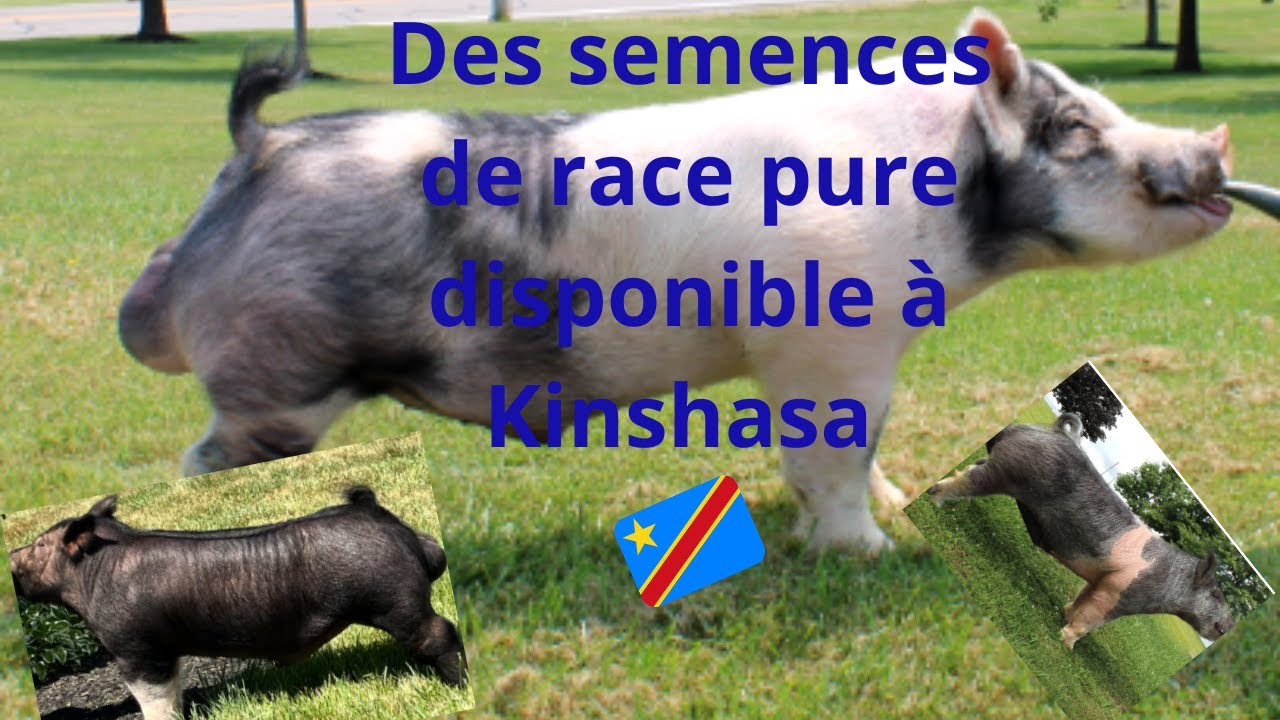 Comment obtenir des semences de porcs de races pures au Congo Kinshasa ...