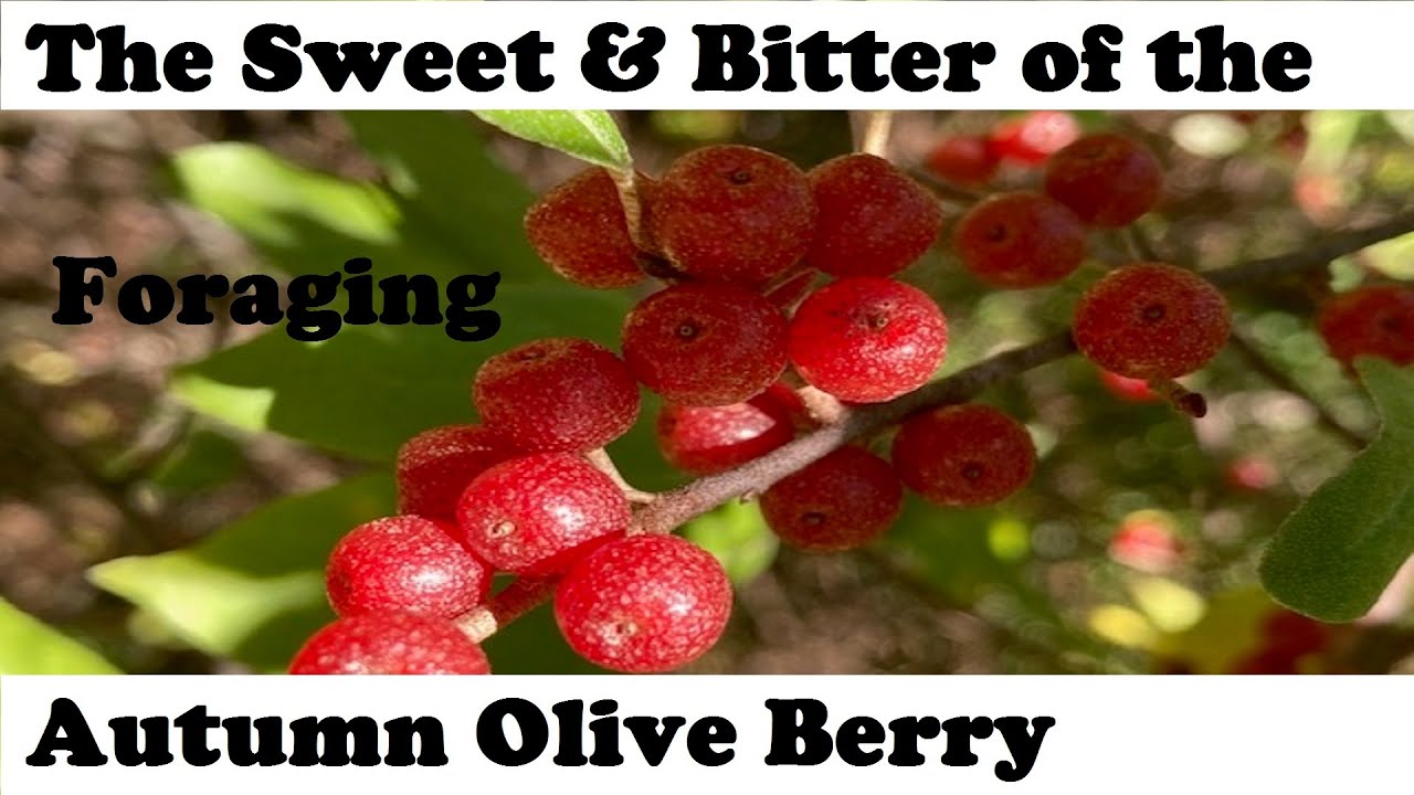 Autumn Olive Berry - Foraging, Storing, & Health Benefits // from ...