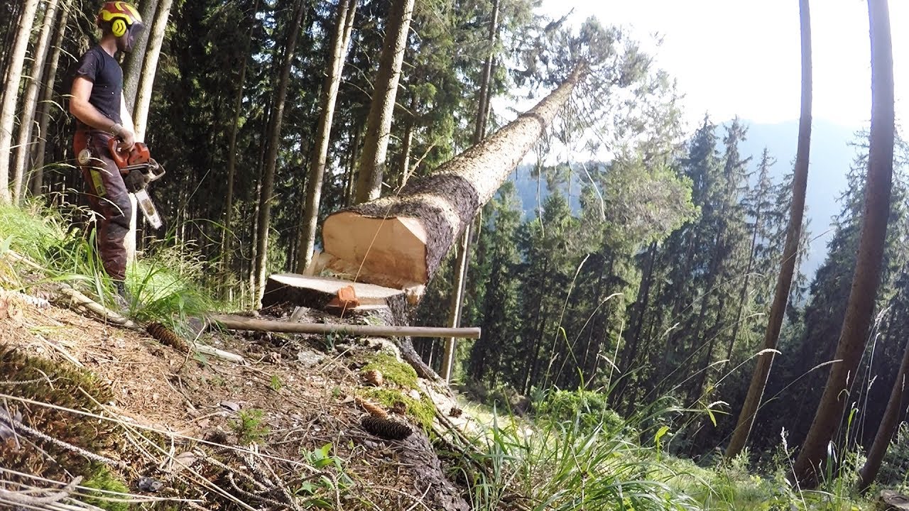 Winching with forst dozer, Unloading wood, Felling trees- Outtakes from ...