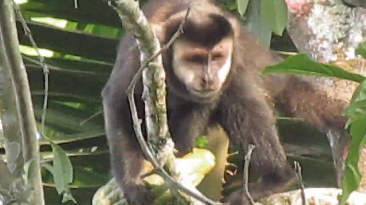 Macacos na Riviera - Parte 2 - YouTube