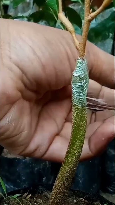 teryata mudah!!!!,,sambung pucuk durian usia dini - YouTube