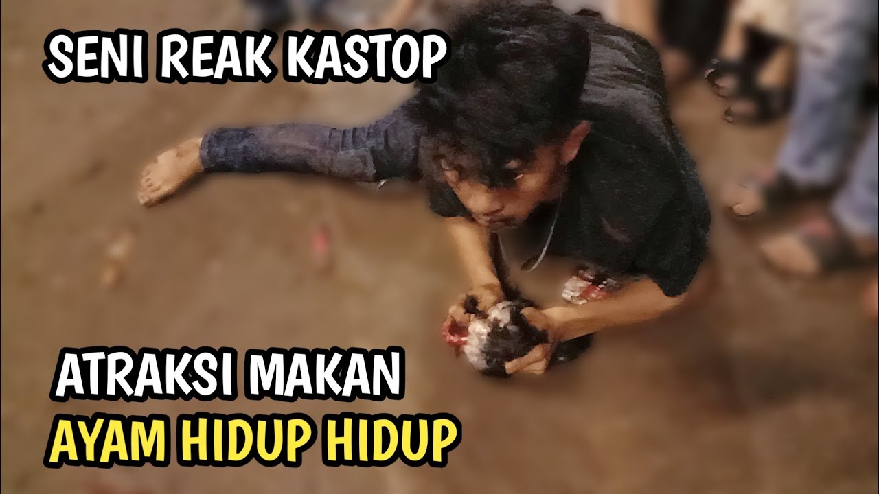 ATRAKSI MAKAN AYAM HIDUP~SENI REAK KASTOP DINYALINDUNG - YouTube
