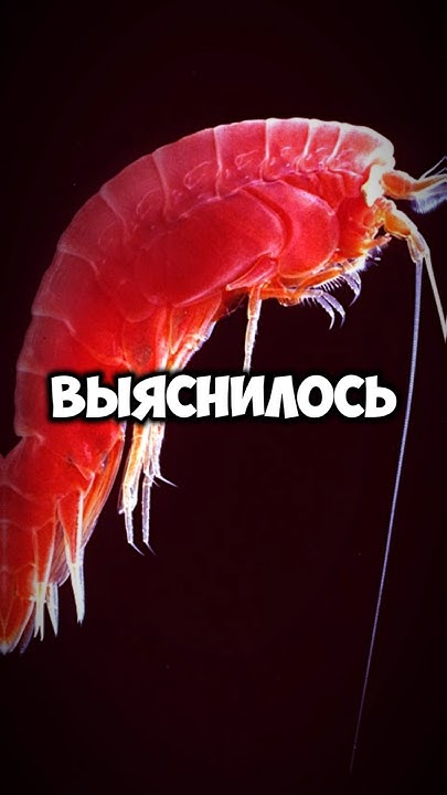 10 Интересных и коротких фактов обо всем Youtube