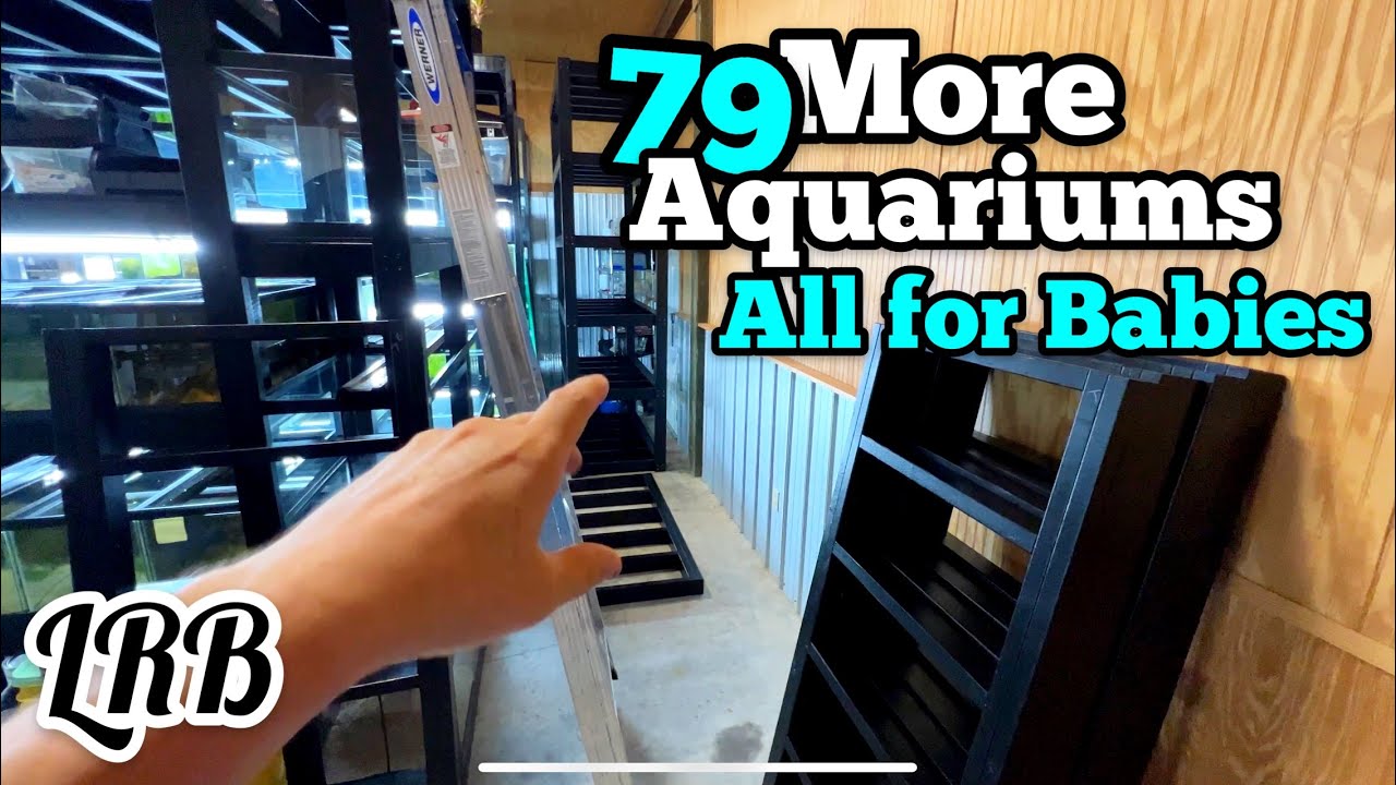 Grindin' Mega Fry Rack Build Begins 79 20 Gallon Long Aquariums - YouTube