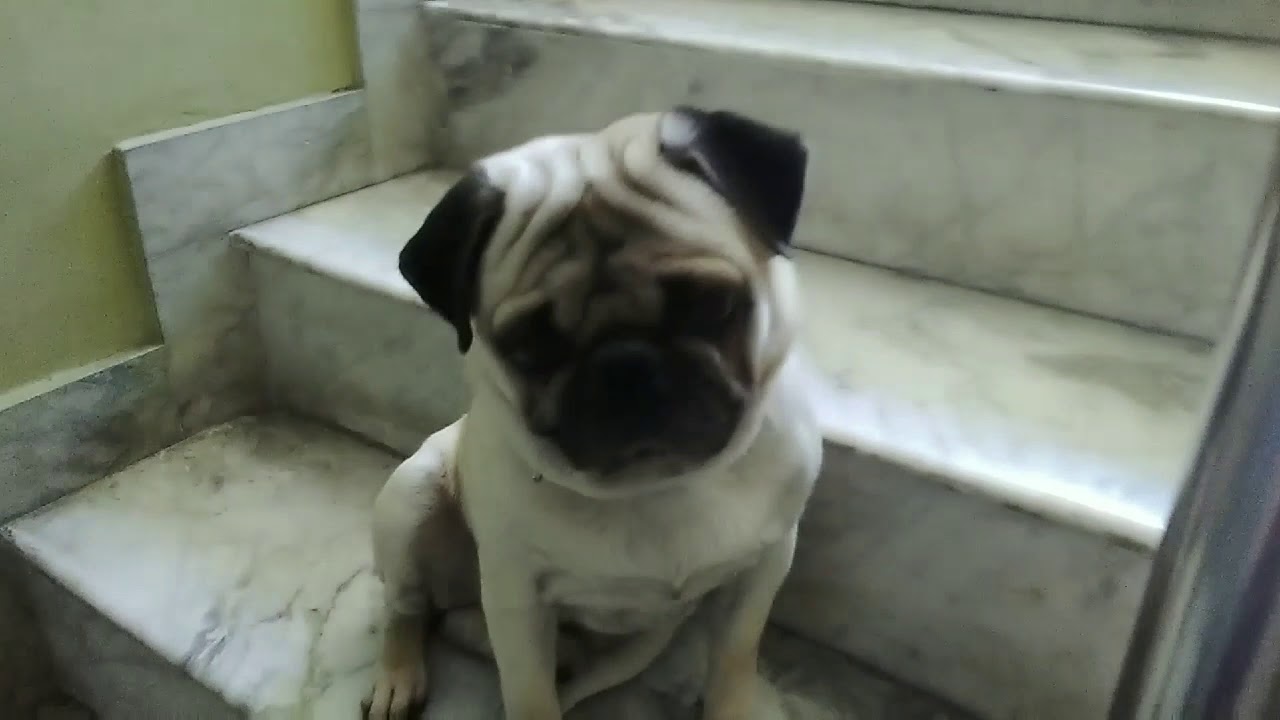 My pet Shiro Completed 3test🤟 - YouTube