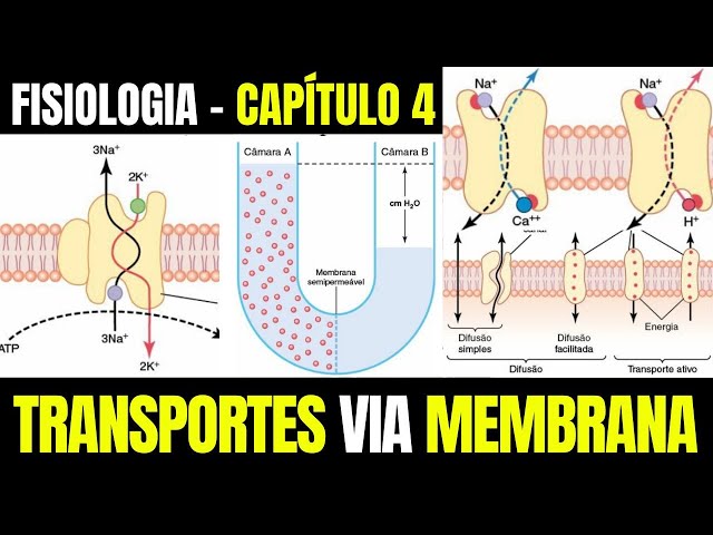 Fisiologia Humana Transporte Transmembrana
