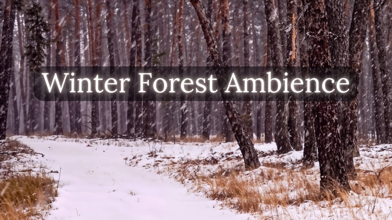 Winter Forest Ambience | 8 Hours of Snowfall and Windy Sounds for Rest ...