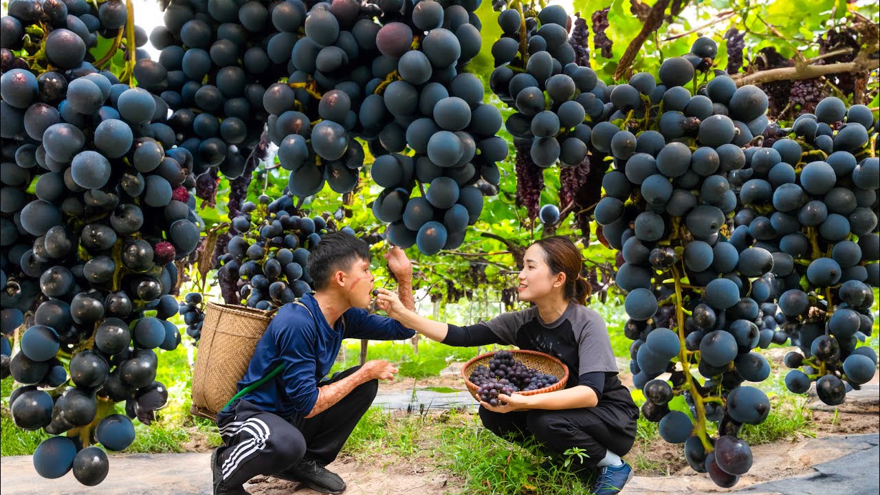 How to WOMEN & DISABLED BOY Harvesting Mutant American GRAPES Goes to ...