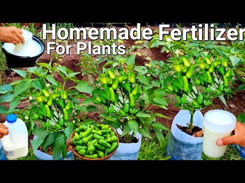 Best Homemade Fertilizer For Chilli Plants | Milk Fertilizer Recipe ...