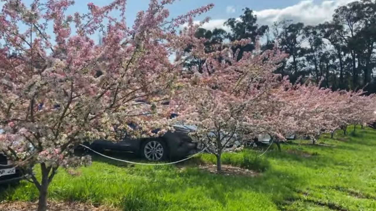 Very nice and amazing flowers field in silvan Victoria Australia ...