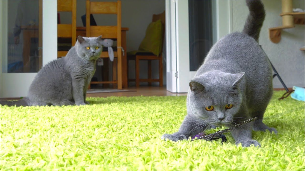 British Shorthair Chonk Plays Like A Kitten - YouTube