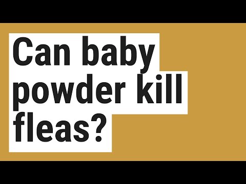 Does Baby Powder Kill Fleas On Carpet