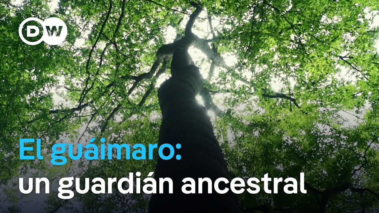Árbol de la vida: el guáimaro - YouTube