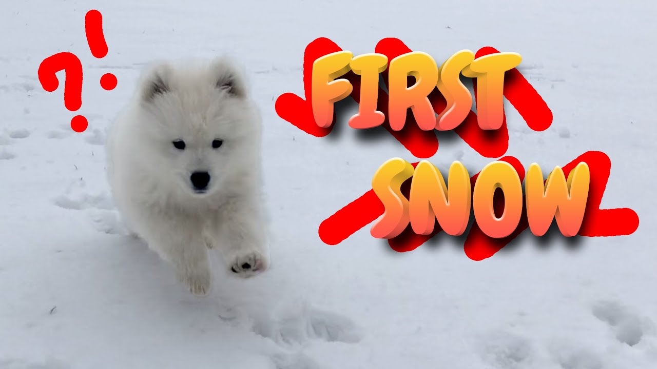 Rio the Samoyed Dog First Snow - YouTube