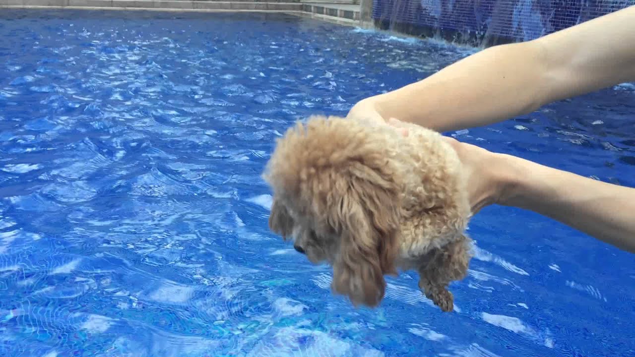 Cute poodle Honey really eager to swim - YouTube