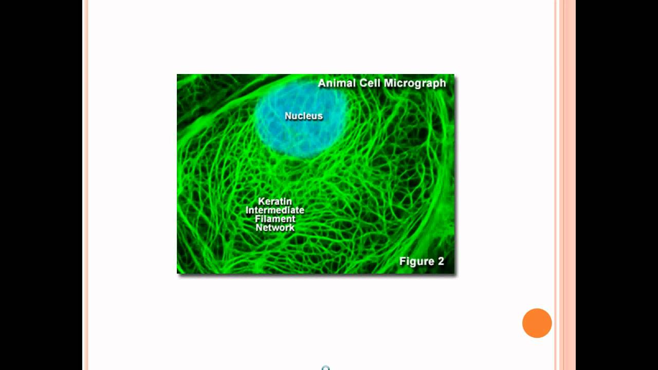 Intermediate Filaments In An Animal Cell