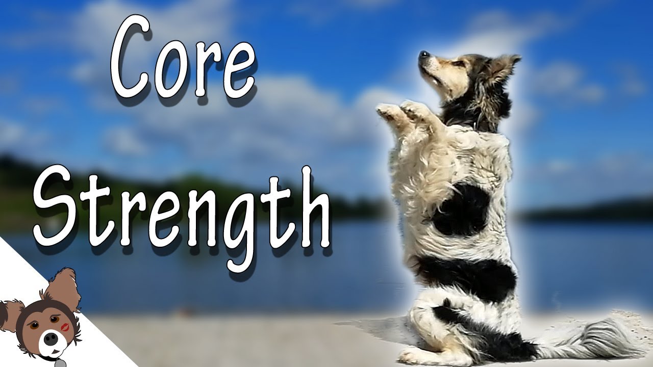 Dog Fitness Exercises Begging for Core Strength - YouTube