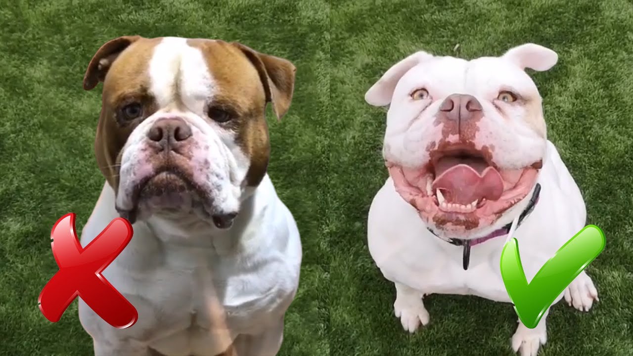 Забавные моменты с собаками. Американские бульдоги. Funny dogs Ambully ...