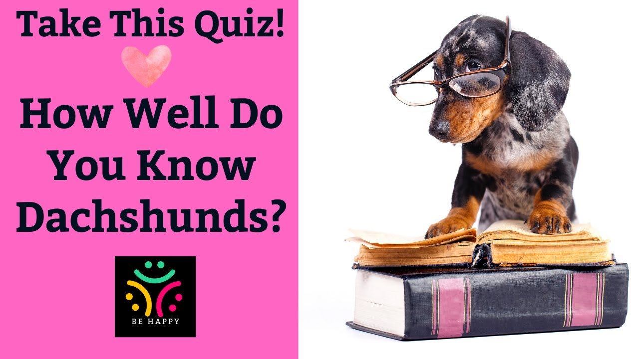 How Well Do You Know Dachshunds? A Fun & Enlightening Quiz for All ...