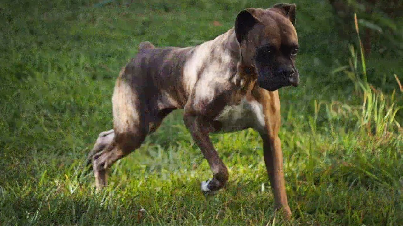 Adult boxer with degenerative myelopathy - YouTube