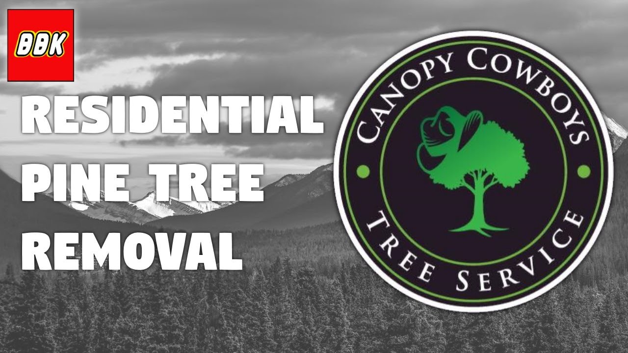 Canopy Cowboys Tree Service - Residential Pine Tree Removal Roof View ...