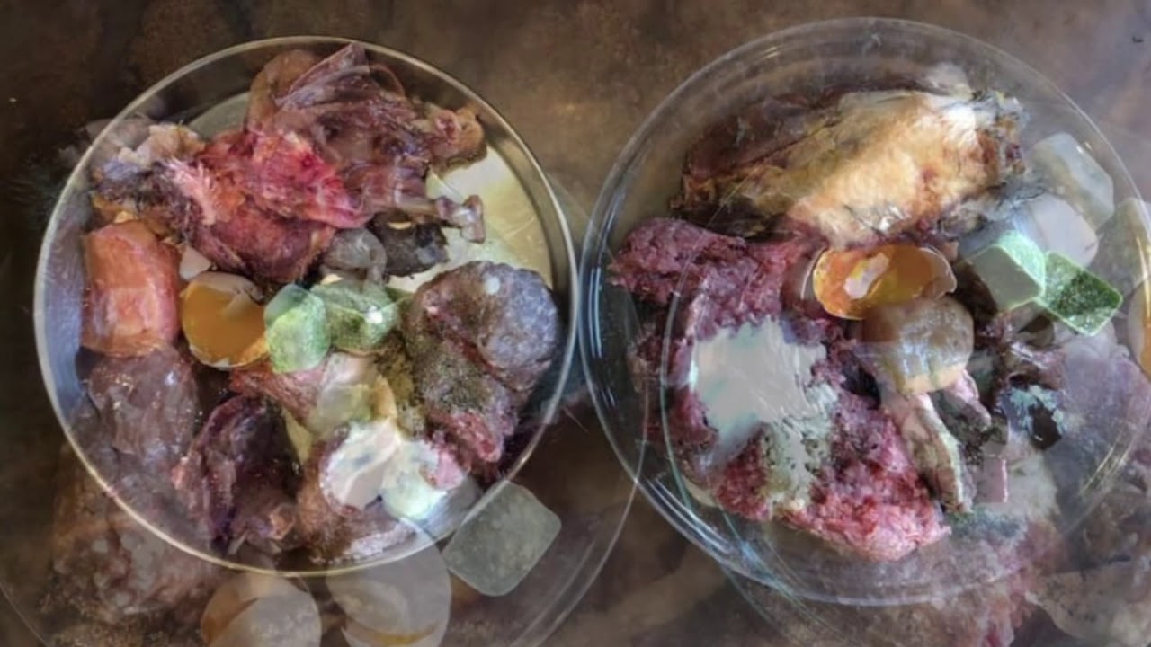 Boerboels Raw Feeding - YouTube