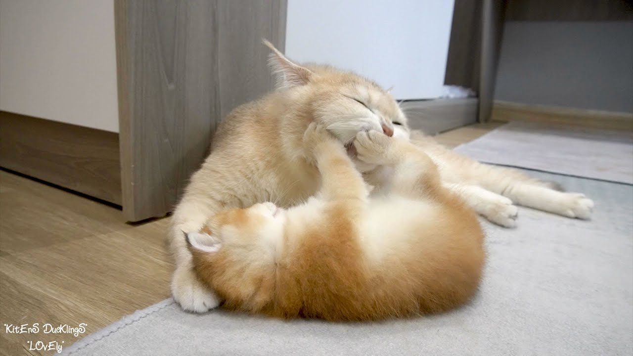 Despite the tiny kitten batting at her with their paws, the mother cat ...