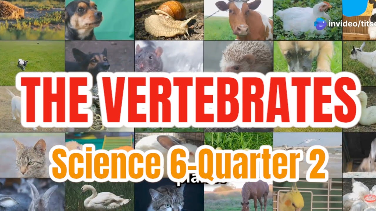 SCIENCE 6 QUARTER 2 l THE VERTEBRATES - YouTube