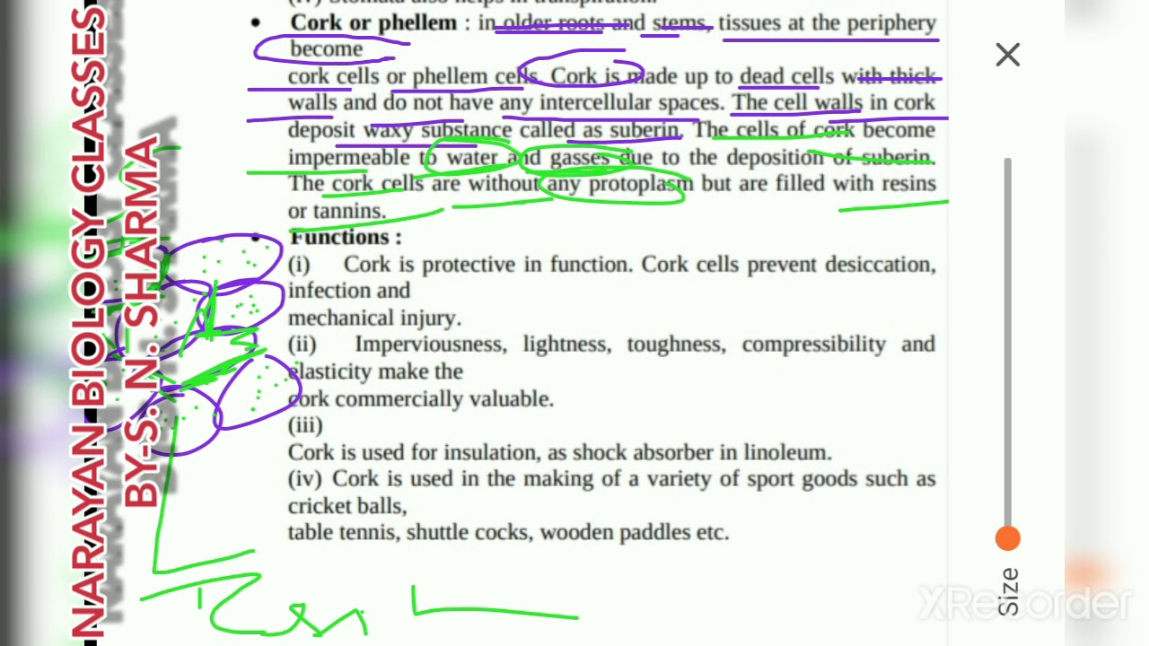Class-9th Topic-cork Or phellem - YouTube