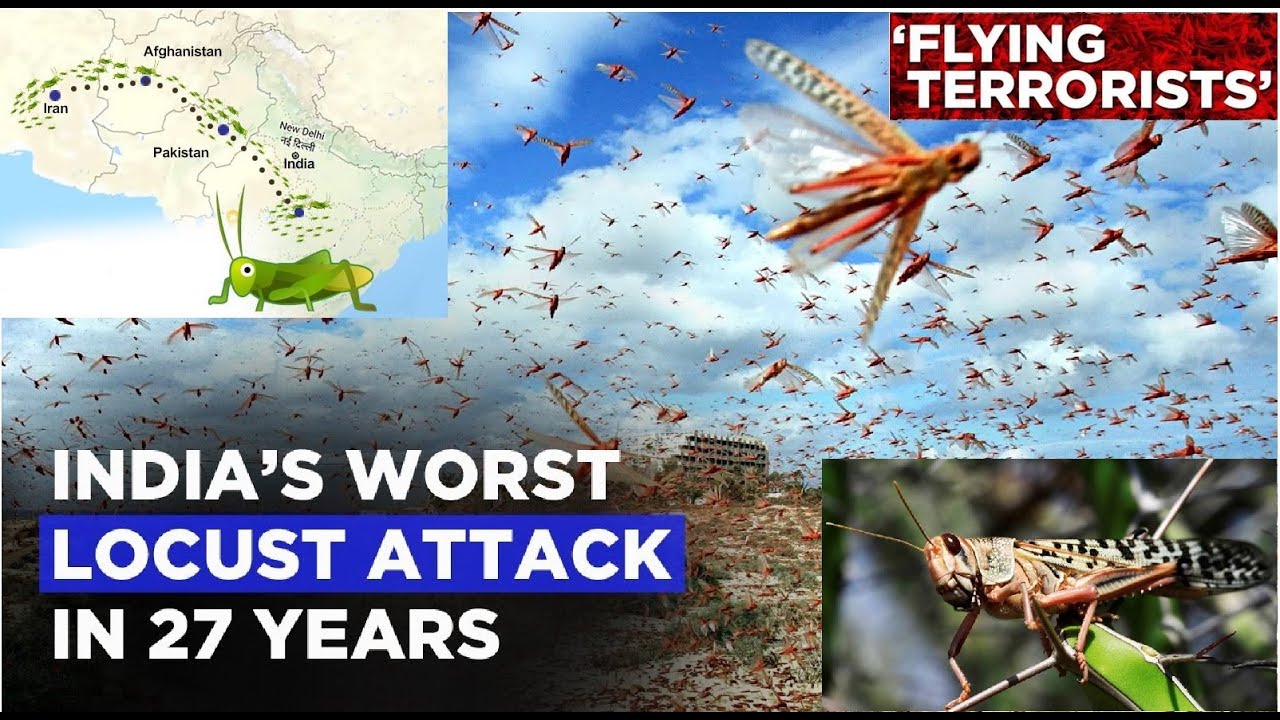 Locust Plague Attack in India || Biggest Plague Attack in 27 Years ...