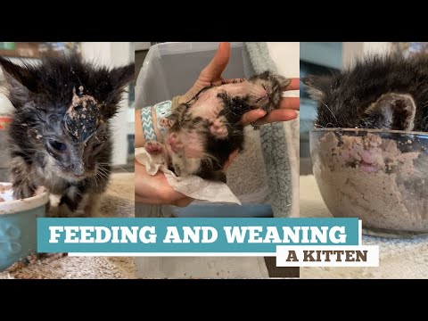 Feeding and weaning a kitten - YouTube