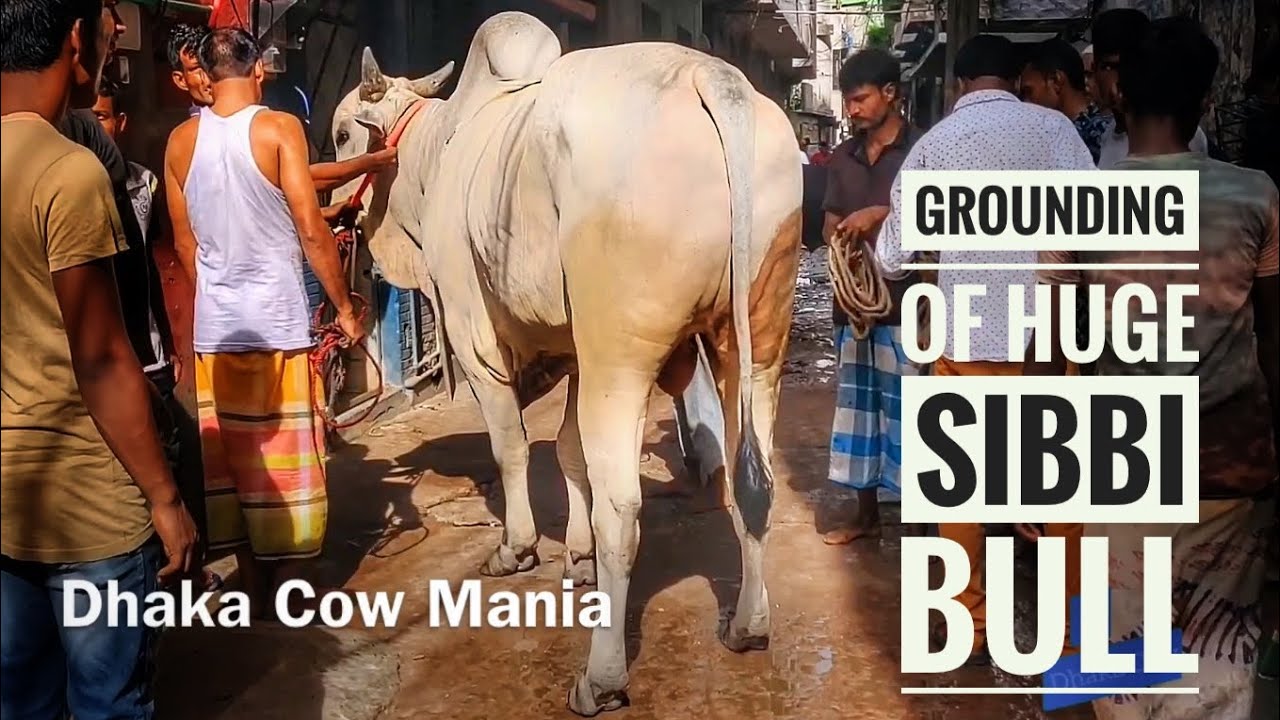 Huge SIBBI Bull Grounding | Qurbani Eid 2019 | cow qurbani - YouTube